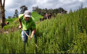 BanAgrario dispone de $ 12 billones para apoyar con crédito a ...